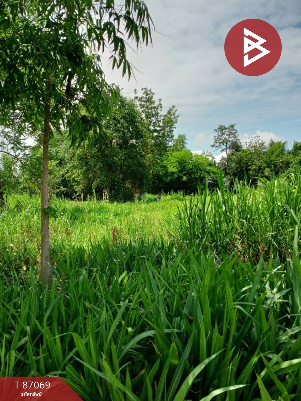 ขายที่ดิน เนื้อที่ 3 งาน 30 ตารางวา โคกโพธิ์ไชย ขอนแก่น